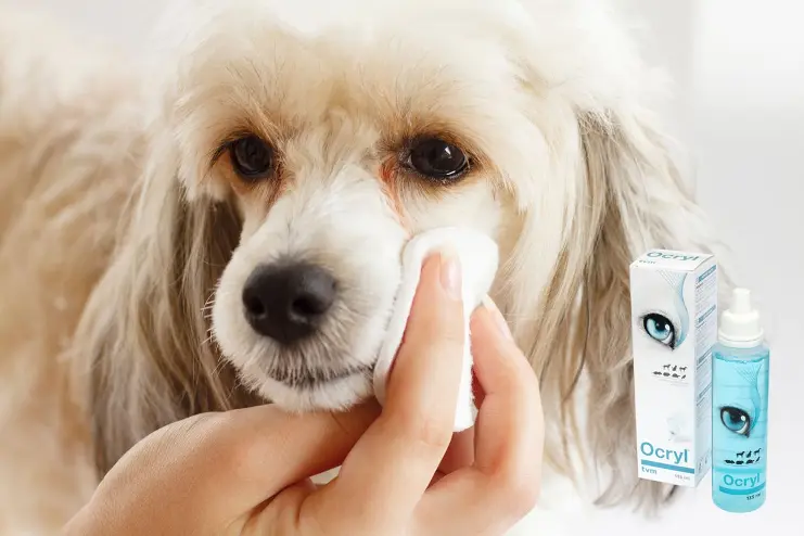 Ocryl – 3-i-1 øjenrens til hunde og katte